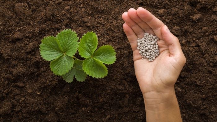 Fertilize Plants Like a Pro: Quick Guide! - Cozynestliving