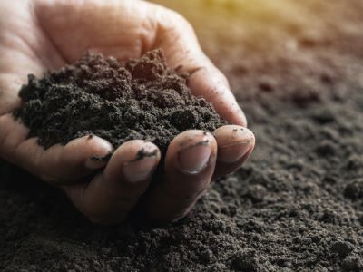 9 Ways to Add Calcium to Soil: Quick Guide! - Cozynestliving